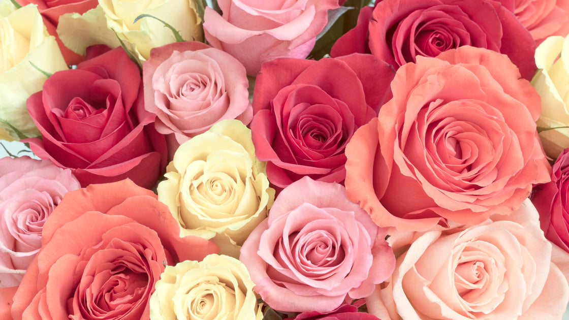 Shop All Roses at Florist Fresh by RJ Carbone • Wholesale Floral ...