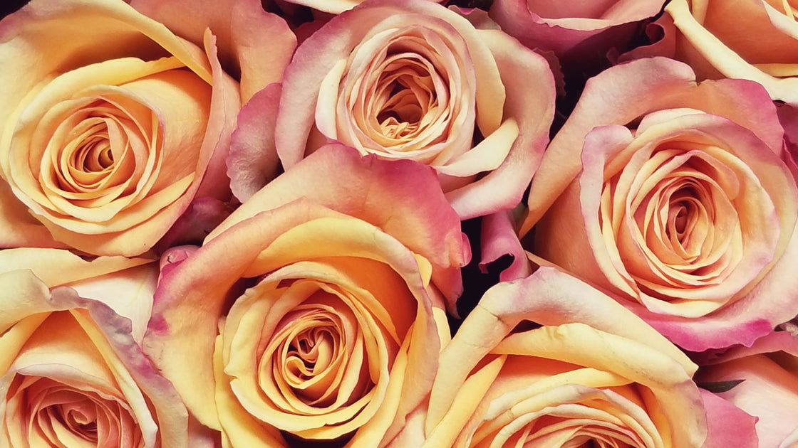 Shop Bicolor Roses at Florist Fresh by RJ Carbone • Wholesale Floral ...