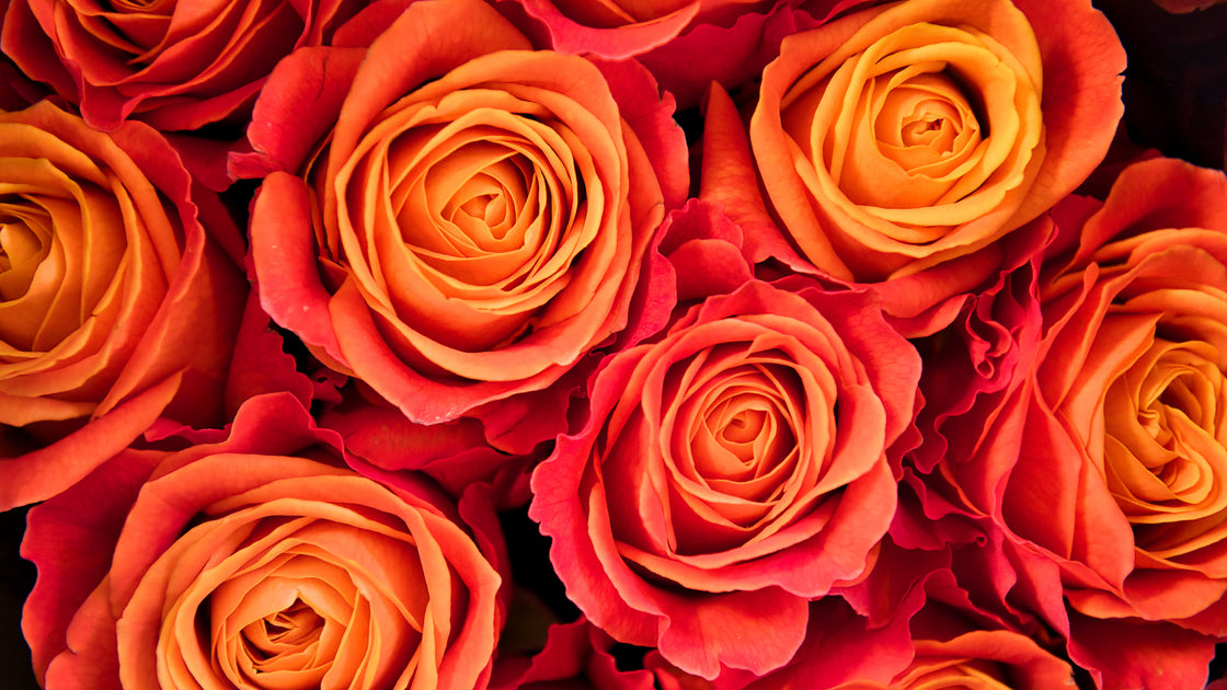 Shop Orange Roses at Florist Fresh by RJ Carbone • Wholesale Floral ...