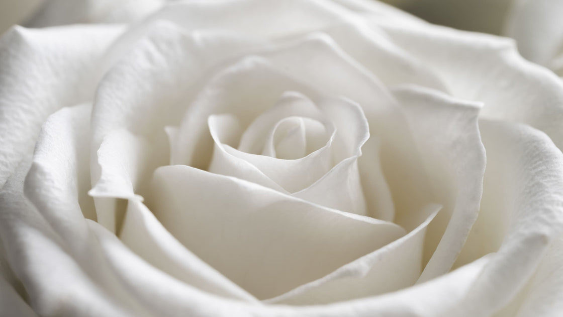 Shop White Roses at Florist Fresh by RJ Carbone • Wholesale Floral ...