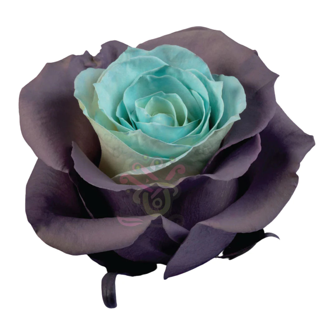 Blue Lavender Tinted Roses | Florist Fresh by RJ Carbone • Wholesale ...