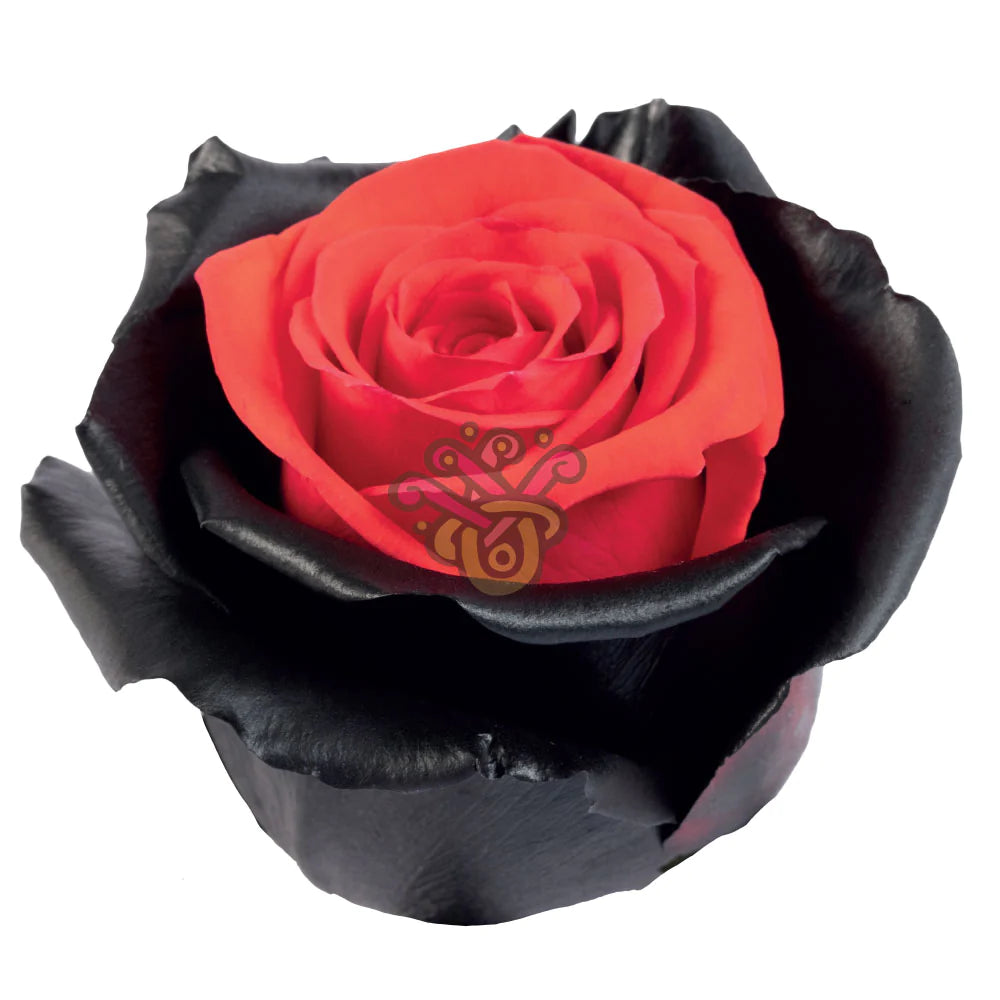 Bloody Nina Halloween Tinted Roses | Florist Fresh by RJ Carbone ...