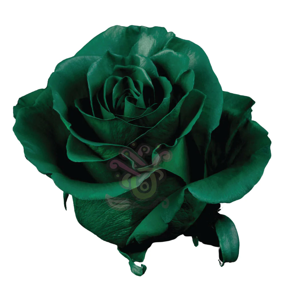 Dark Green Tinted Roses | Florist Fresh by RJ Carbone • Wholesale ...