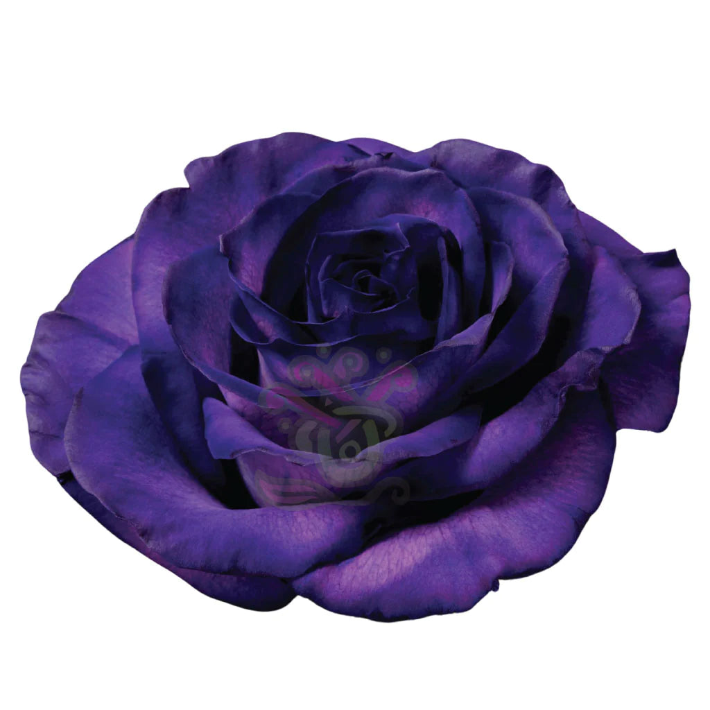 Purple Tinted Roses | Florist Fresh by RJ Carbone • Wholesale Floral ...