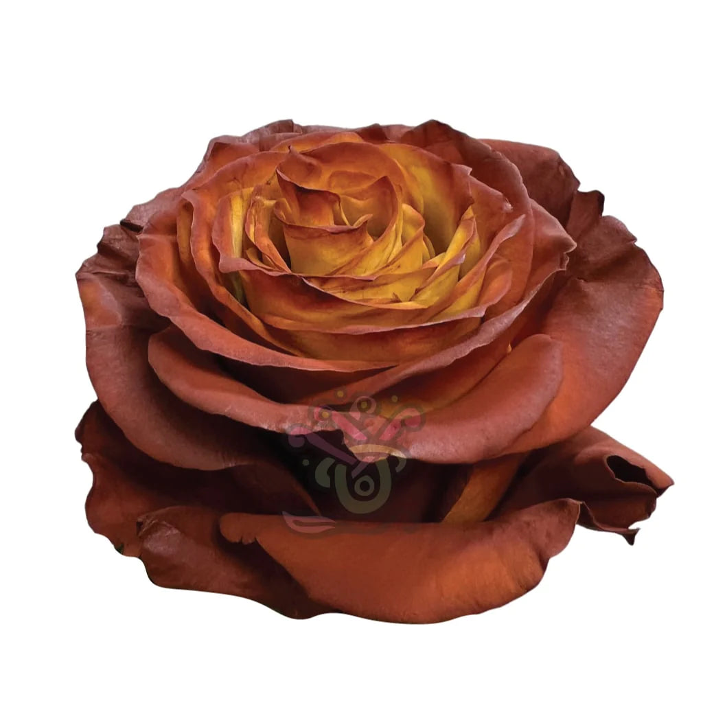 Acorn Tinted Roses | Florist Fresh by RJ Carbone • Wholesale Floral ...