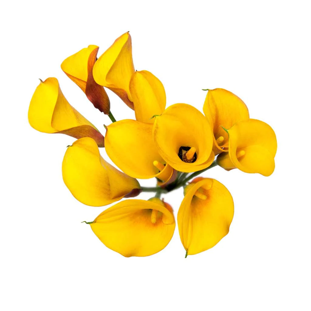 Calla Lilies | Florist Fresh by RJ Carbone • Wholesale Floral Distributors