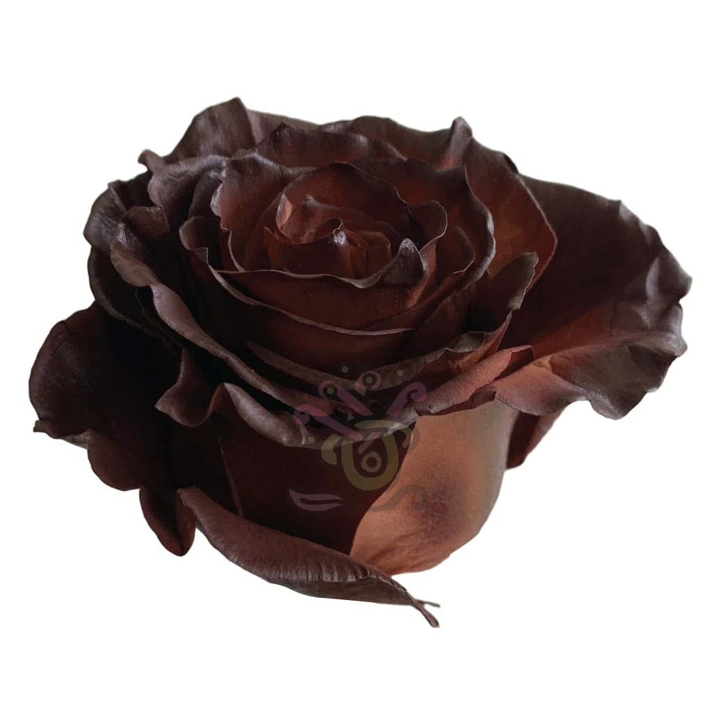 Chestnut Tinted Roses | Florist Fresh by RJ Carbone • Wholesale Floral ...