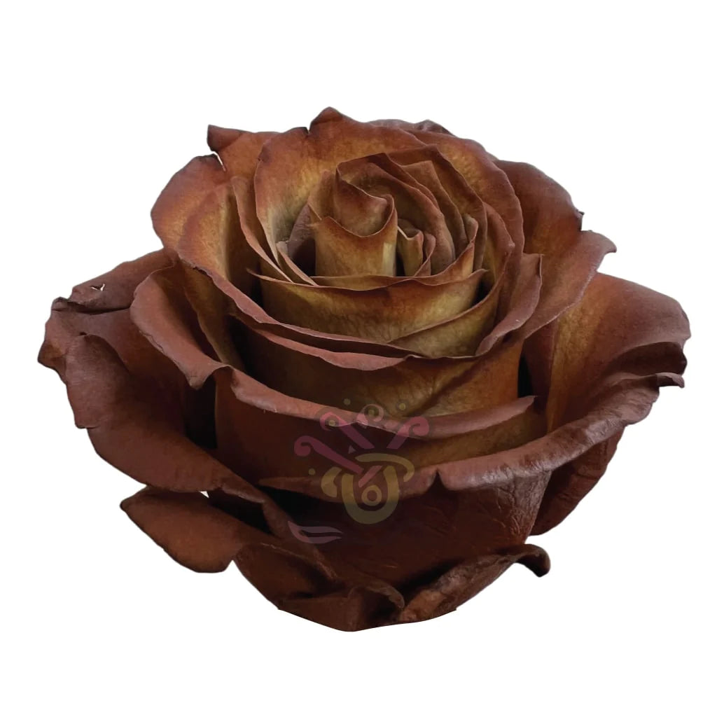 Cinnamon Tinted Roses | Florist Fresh by RJ Carbone • Wholesale Floral ...