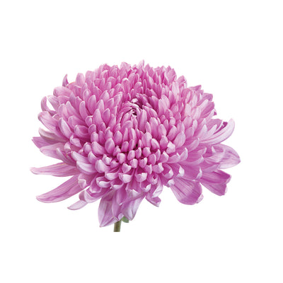 Shop Wholesale Flowers at Florist Fresh by RJ Carbone • Wholesale ...