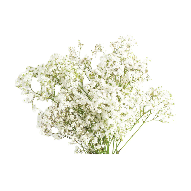 Shop Gypsophilia at Florist Fresh by RJ Carbone • Wholesale Floral ...