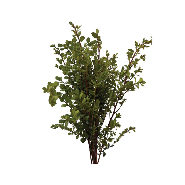 Shop Hulk Berry at Florist Fresh by RJ Carbone • Wholesale Floral ...