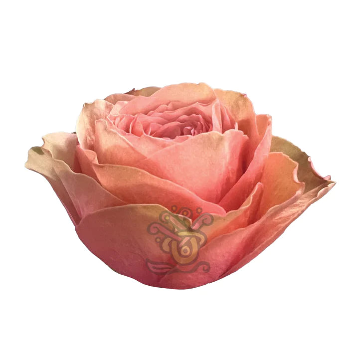 Kahala Roses | Florist Fresh by RJ Carbone • Wholesale Floral Distributors