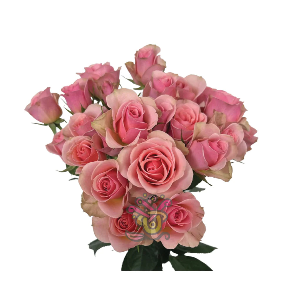 Spray Roses | Florist Fresh by RJ Carbone • Wholesale Floral Distributors