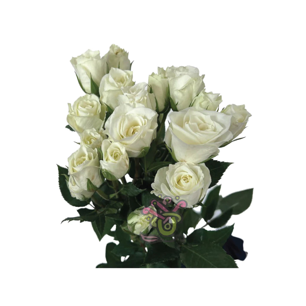 Spray Roses | Florist Fresh by RJ Carbone • Wholesale Floral Distributors