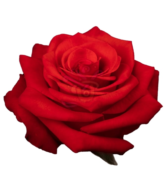 Nina Roses | Florist Fresh by RJ Carbone • Wholesale Floral Distributors