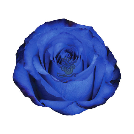 Pacific Tinted Roses | Florist fresh by RJ Carbone • Wholesale Floral ...