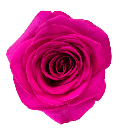 Pink Floyd Roses | Florist Fresh by RJ Carbone • Wholesale Floral ...