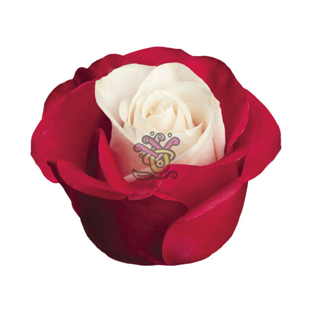 Shop Tinted Roses at Florist Fresh by RJ Carbone • Wholesale Floral ...