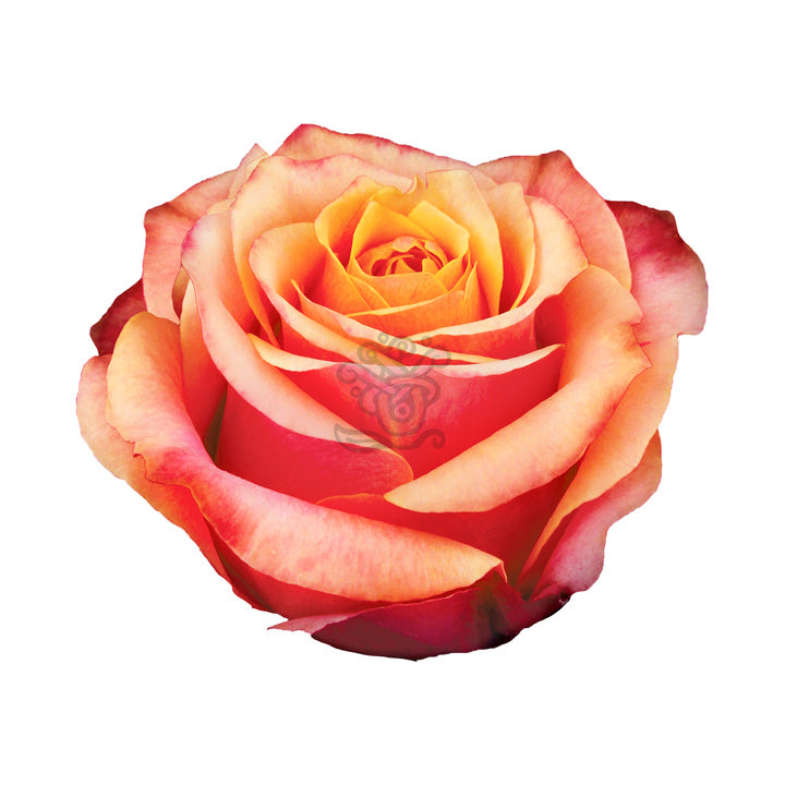 Cherry Brandy Roses | Florist Fresh by RJ Carbone • Wholesale Floral ...