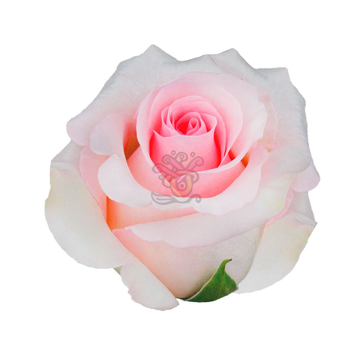 Nena Roses | Florist Fresh by RJ Carbone • Wholesale Floral Distributors