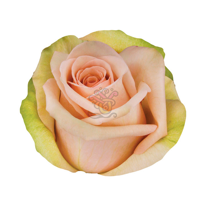 Sahara Roses | Florist Fresh by RJ Carbone • Wholesale Floral Distributors