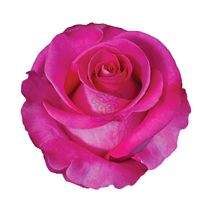 Topaz Roses | Florist Fresh by RJ Carbone • Wholesale Floral Distributors